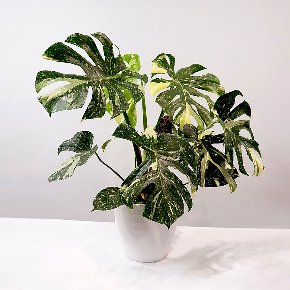 Notre collection Monstera RARE – HappiestPlants