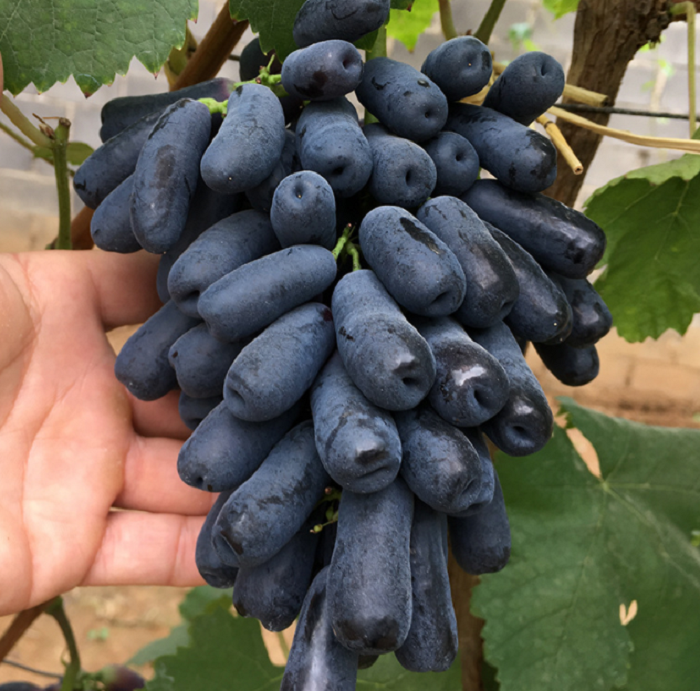 Rare Grapes Collection Discover Unique | HappiestPlantsbyAMJ