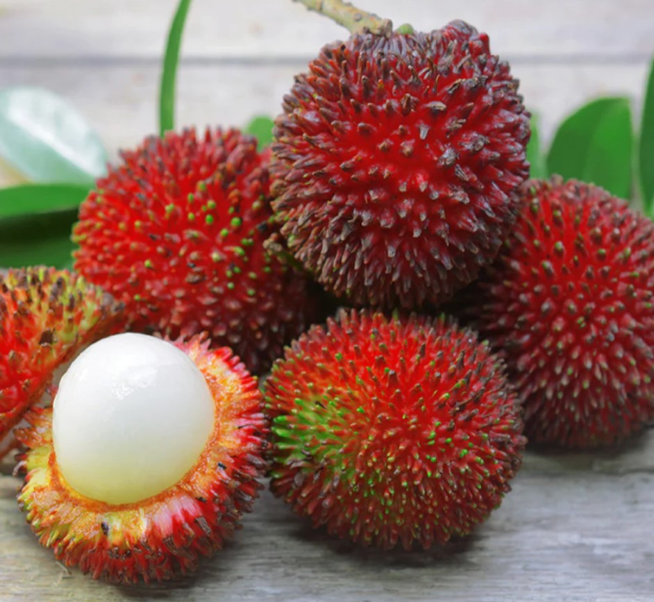 Fruit Trees Collection Find Your Favorites – HappiestPlants