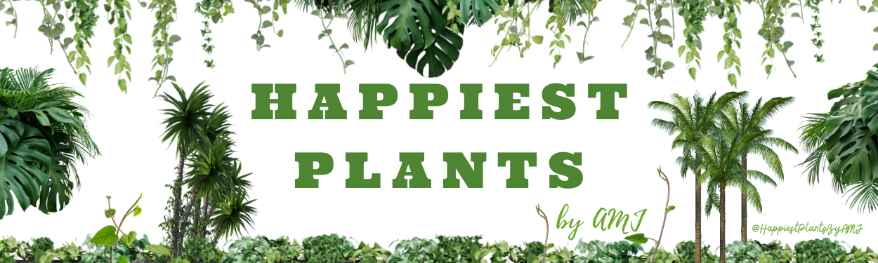 Embrace Nature Bounty Shop Now | Rare Tropical Plants – HappiestPlants