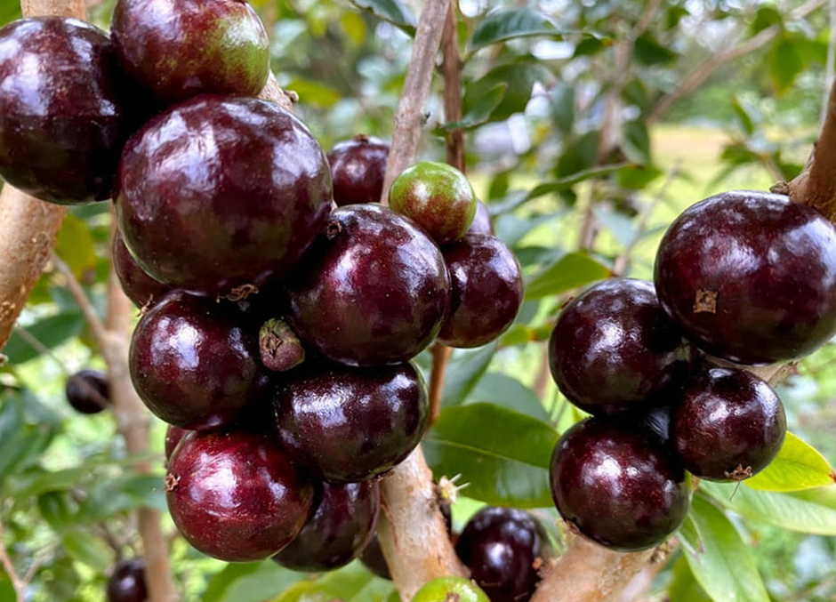 Jaboticaba Collection Exotic Plants | HappiestPlantsbyAMJ