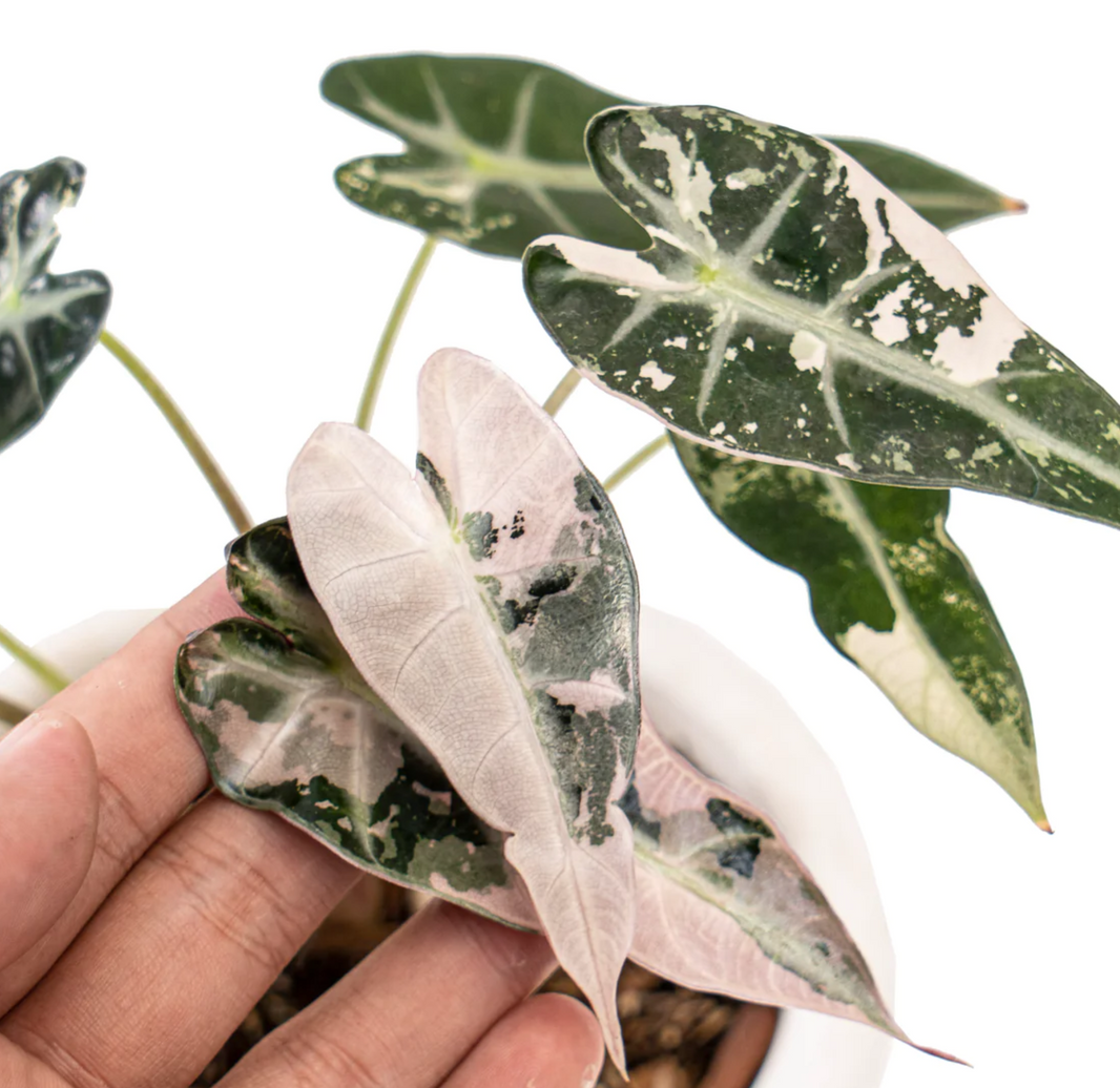 Alocasia Collection Vibrant Varieties | HappiestPlantsbyAMJ