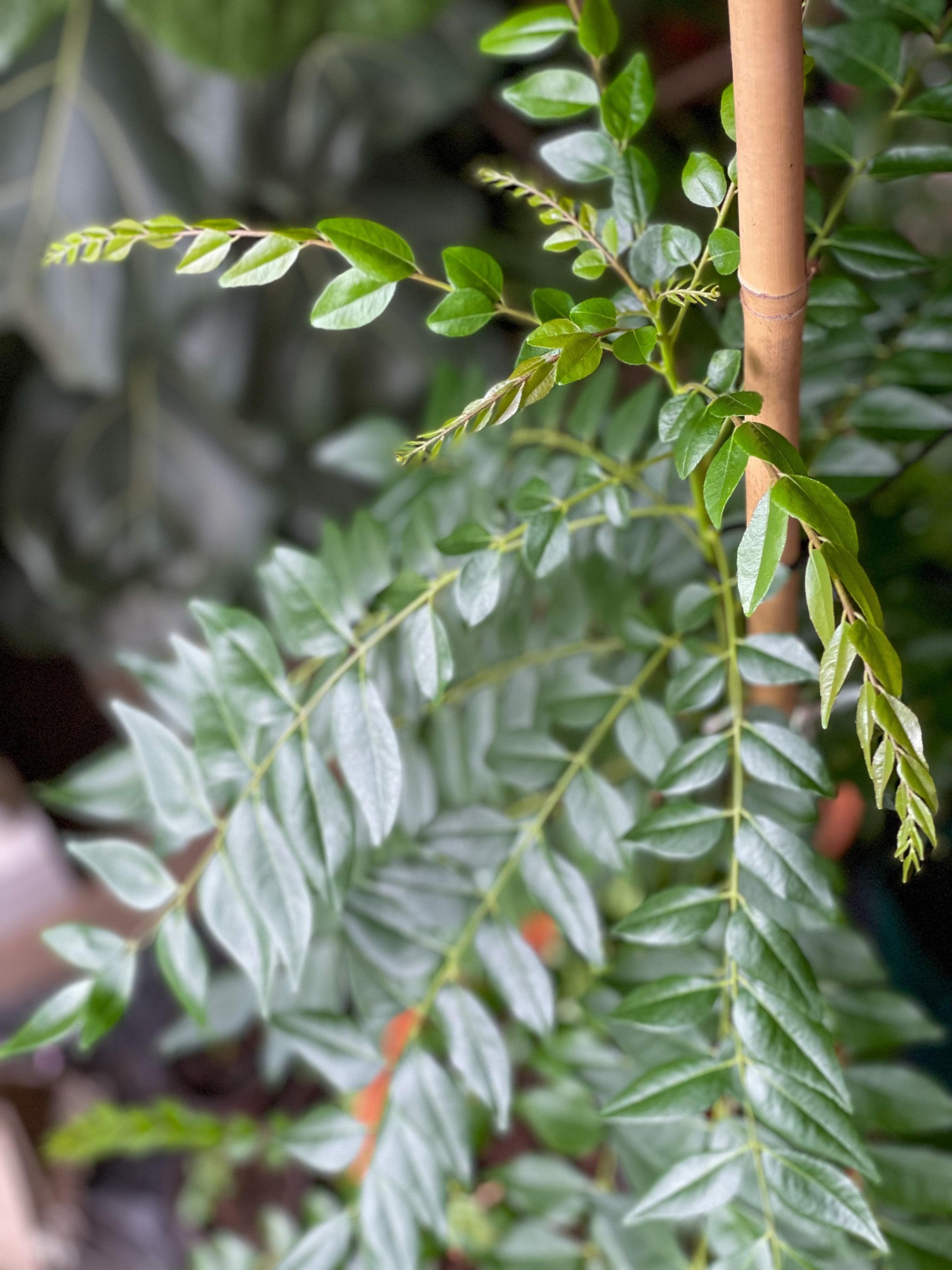 Gamthi Curry Leaf Plant Order Now – HappiestPlants