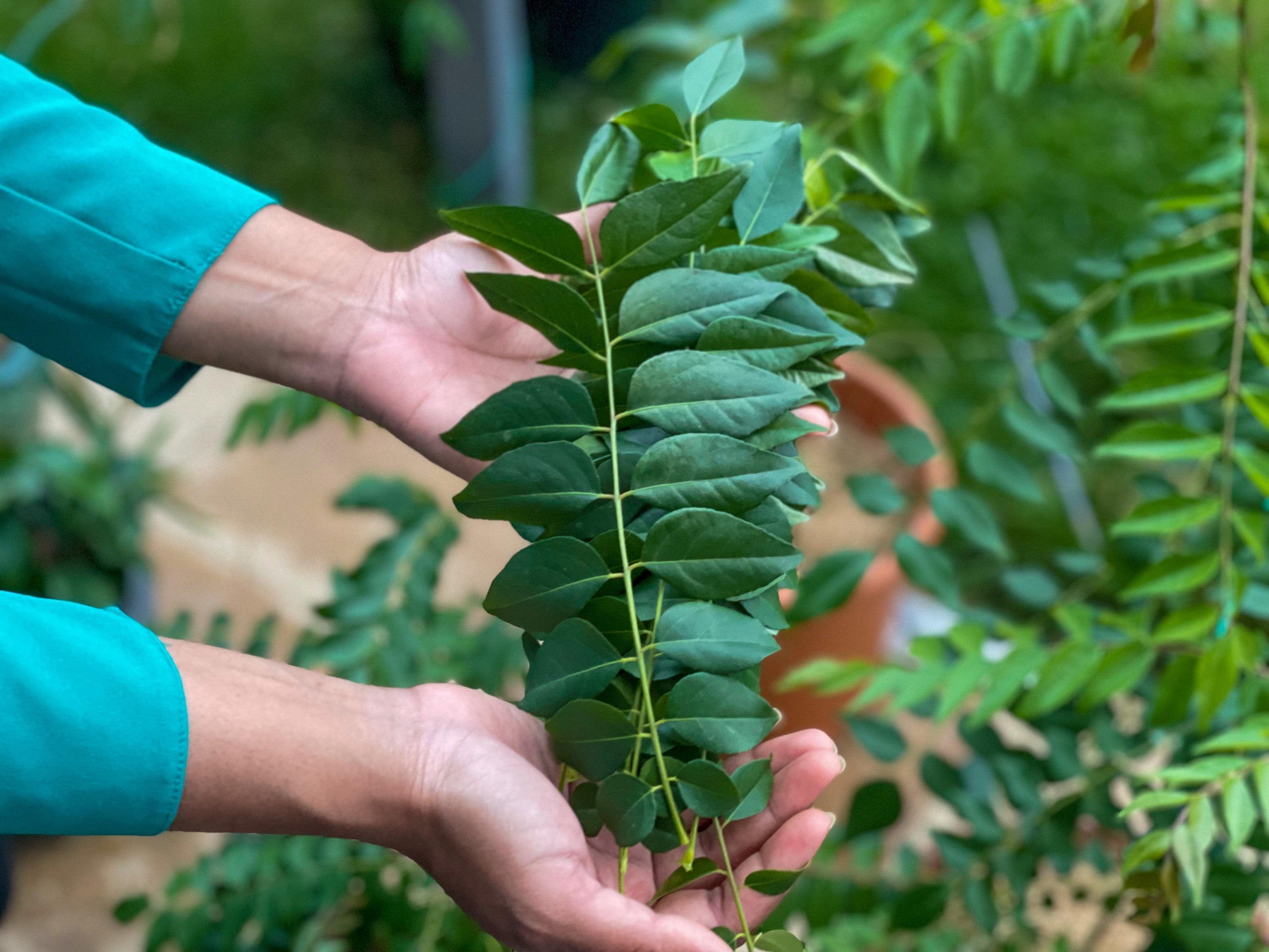 Gamthi Curry Leaf Plant Order Now – HappiestPlants